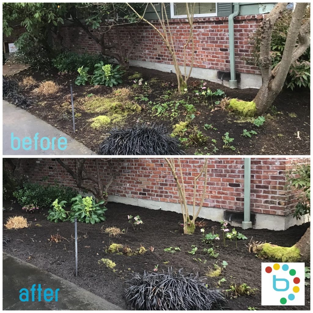 Mulching | Seattle | Bellevue | Britescape